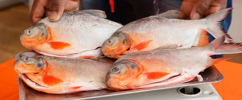 Cachama x Kg | Croper