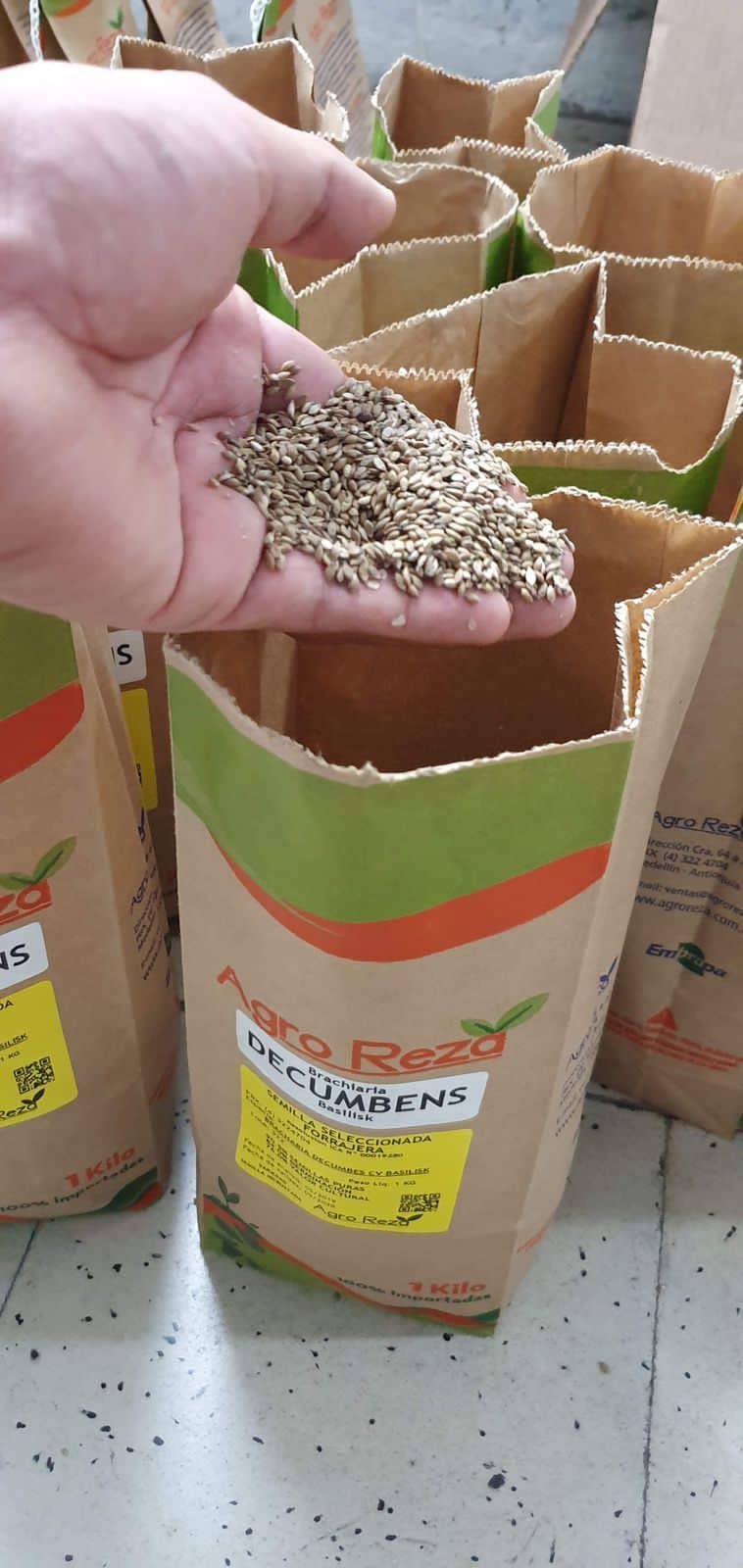 Semillas de pasto Brachiarias y Guineas | Croper